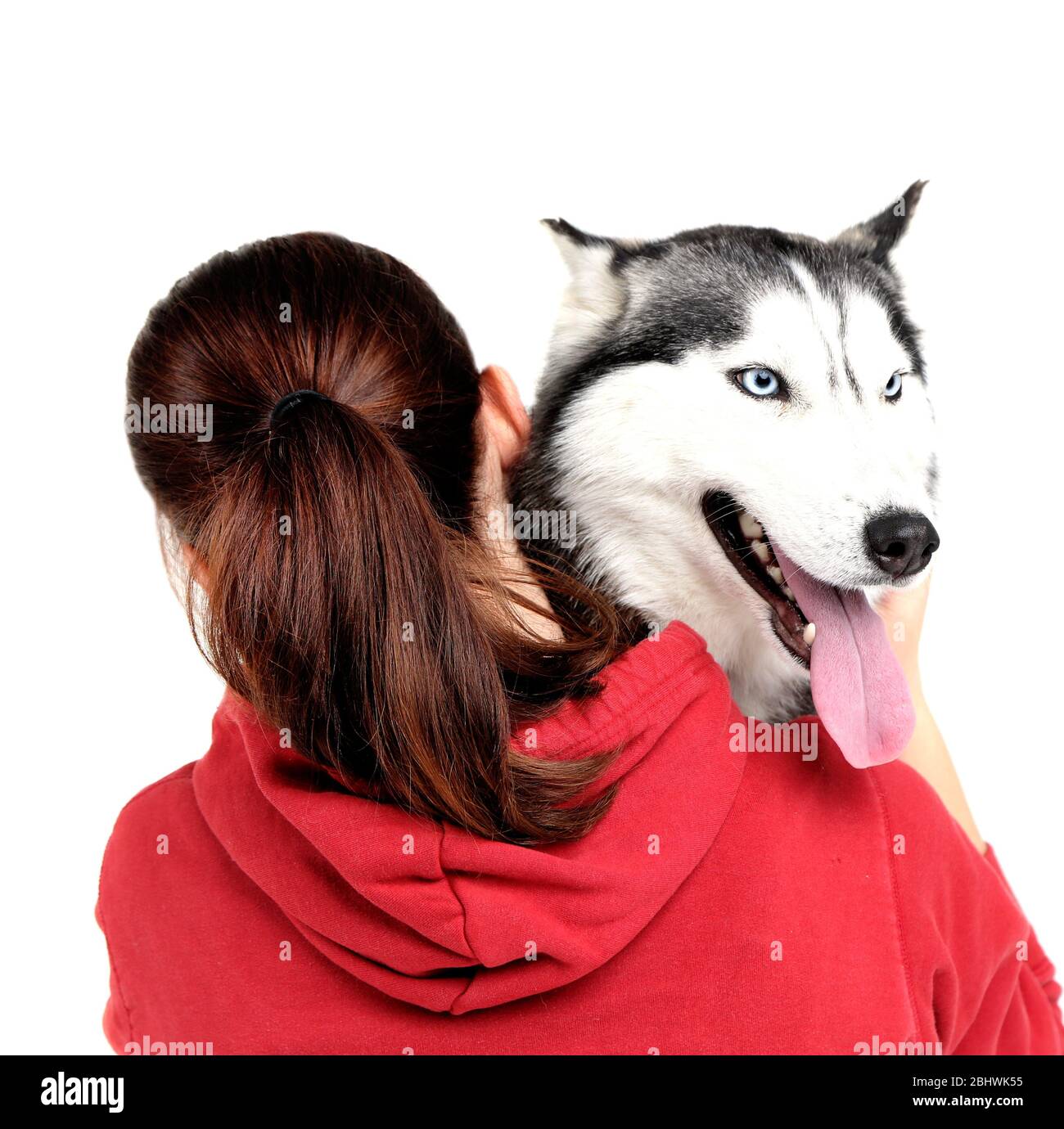Big cute husky female dog hi-res stock photography and images - Alamy