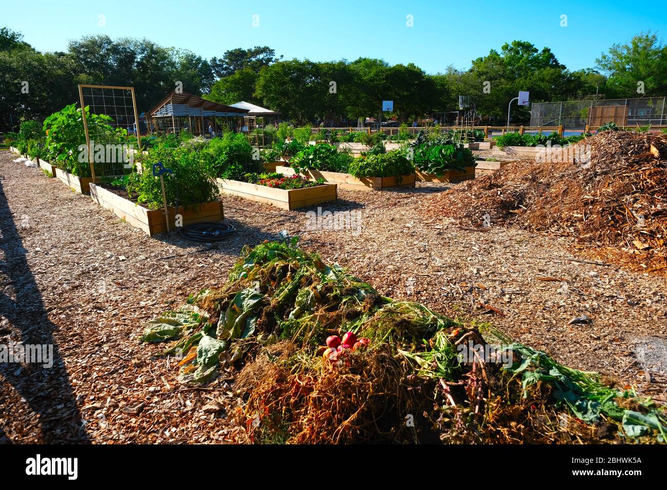 Urban Garden Plots, with Soil Replenishment, Sunflowers and Green ...