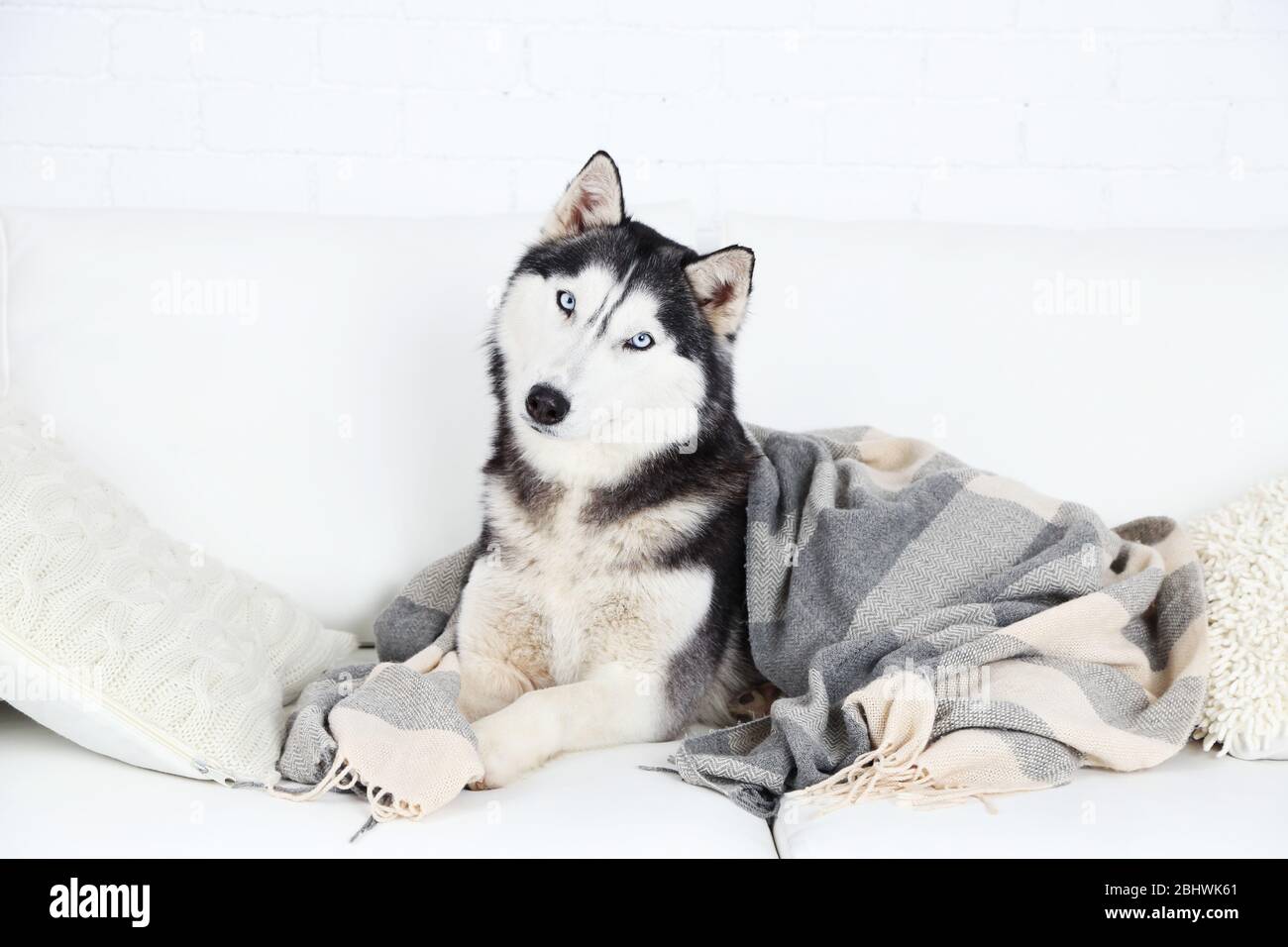 Beautiful cute husky lying on sofa with plaid in white room Stock Photo ...