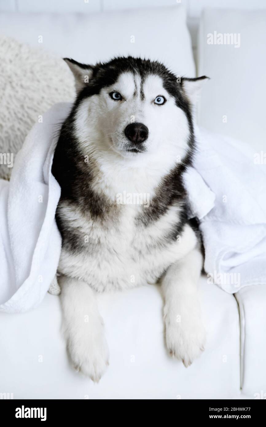 Beautiful cute husky with towel lying on sofa in white room Stock Photo ...