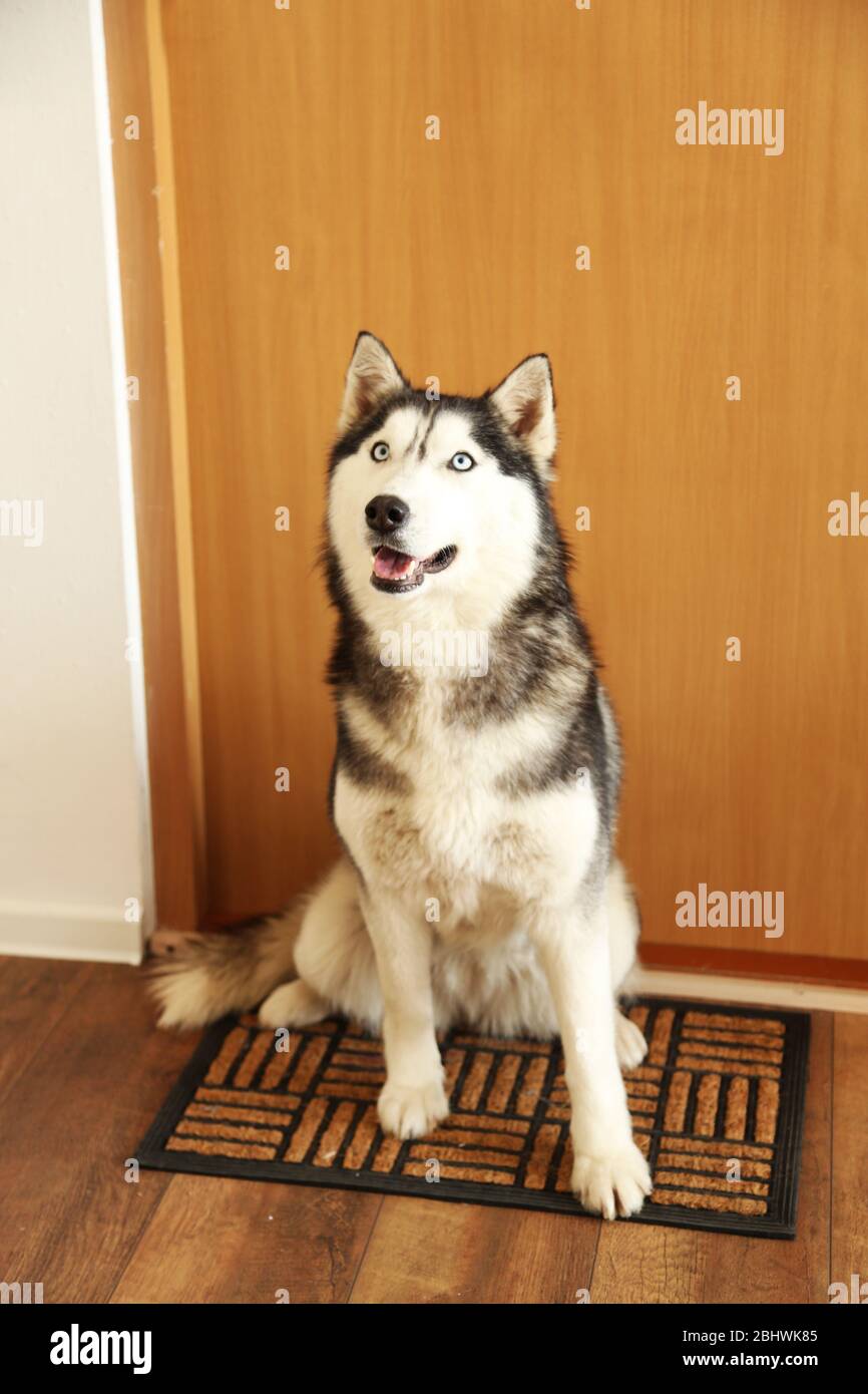 Beautiful cute husky sitting near the door in room Stock Photo - Alamy