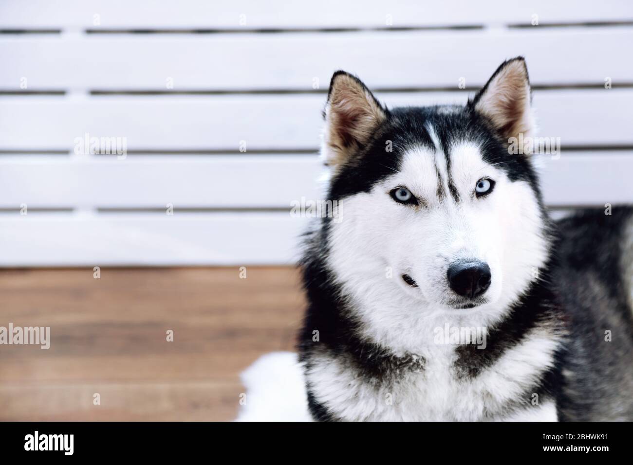 Beautiful cute husky in room Stock Photo - Alamy