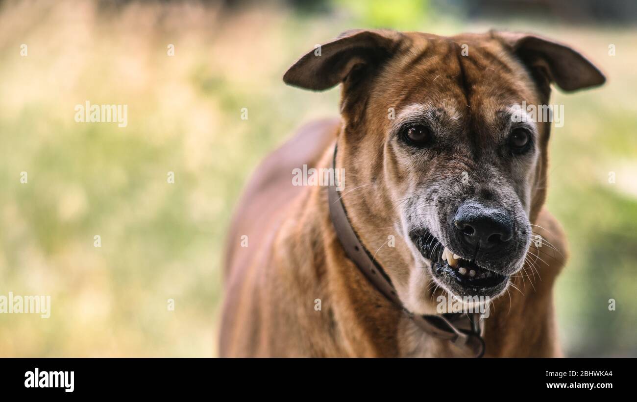 Angry dog attacking hi-res stock photography and images - Alamy