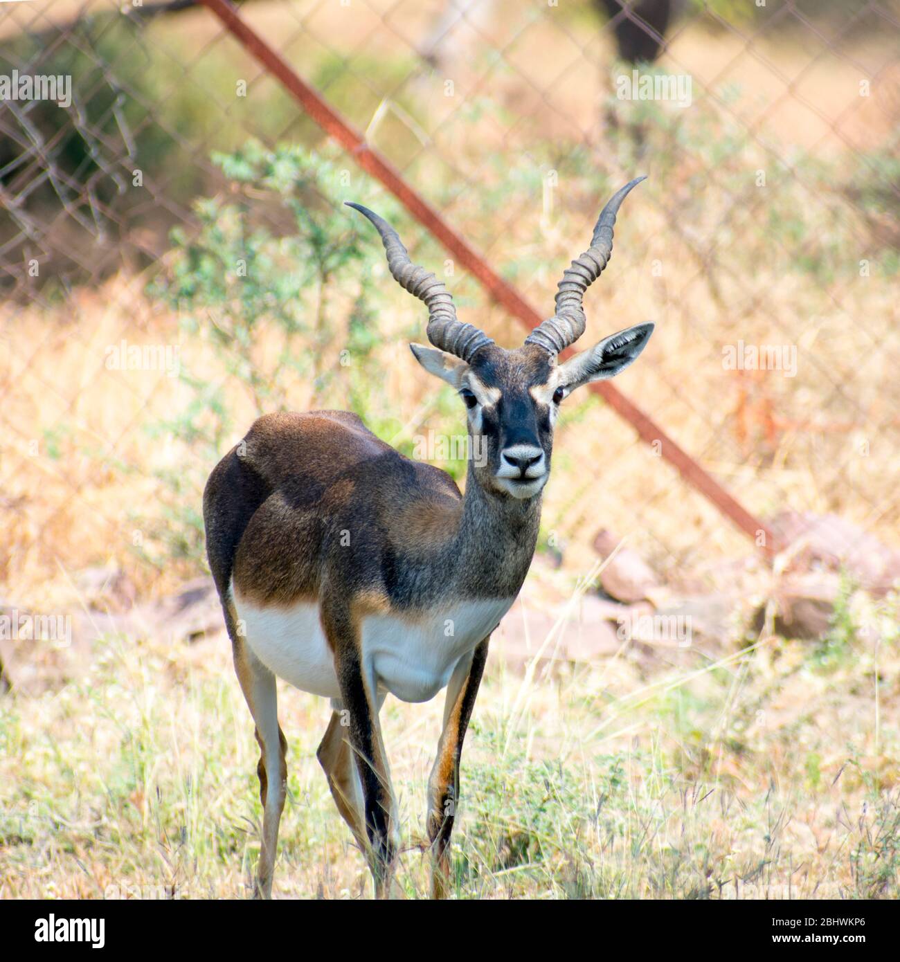 Indian Male blackbuck, also known as the Indian antelope Stock Photo ...