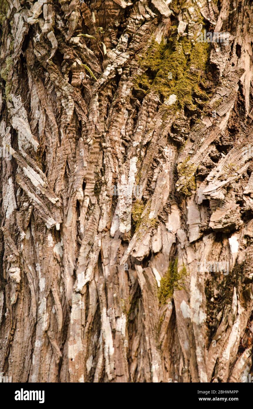 textures of tree is pattern Stock Photo - Alamy