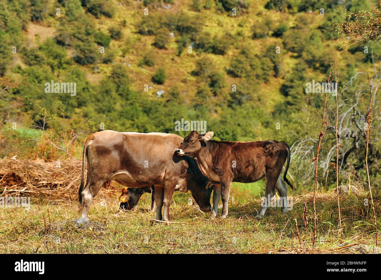 Herd of cows. Crowd of cows on the pasture Stock Photo - Alamy
