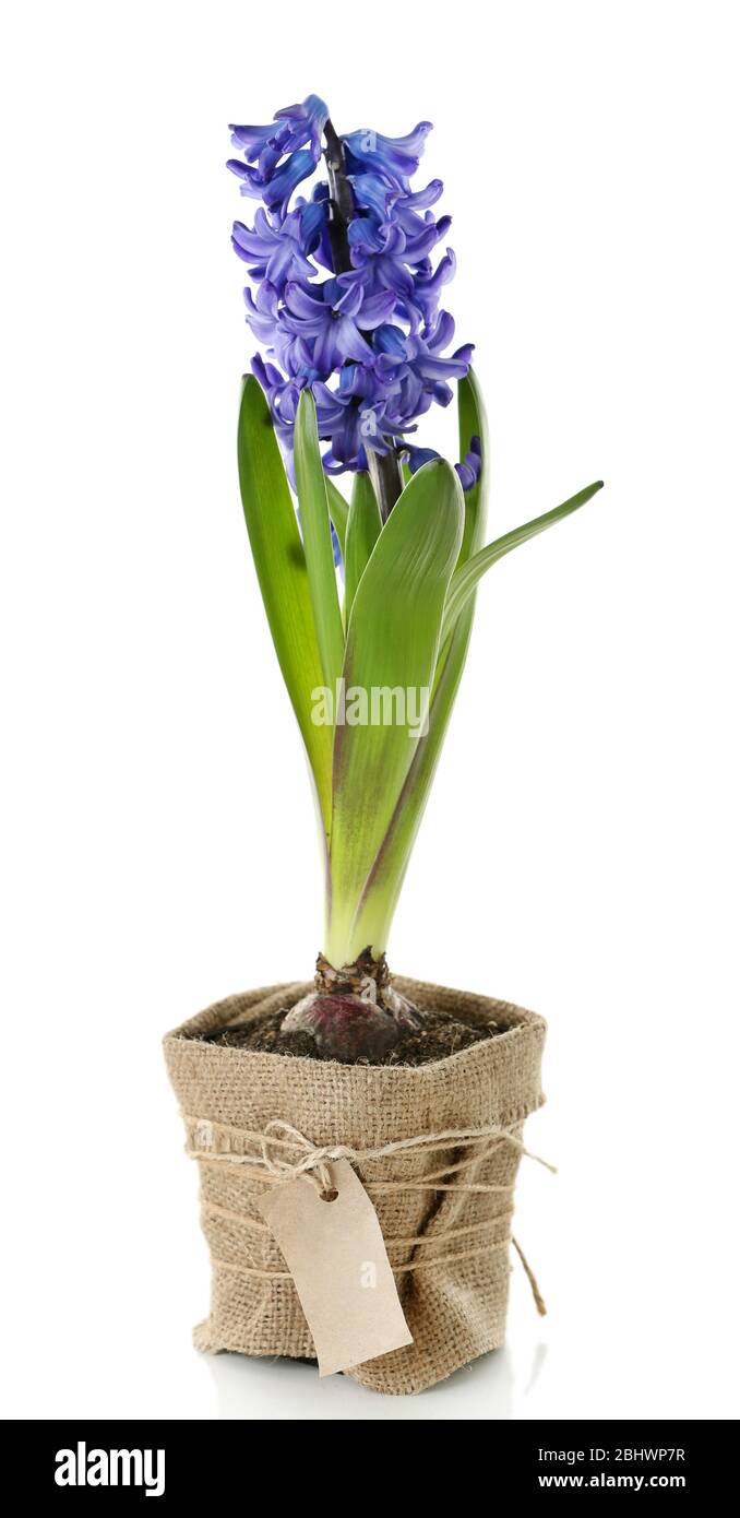 Hyacinth spring flowers isolated on white Stock Photo - Alamy