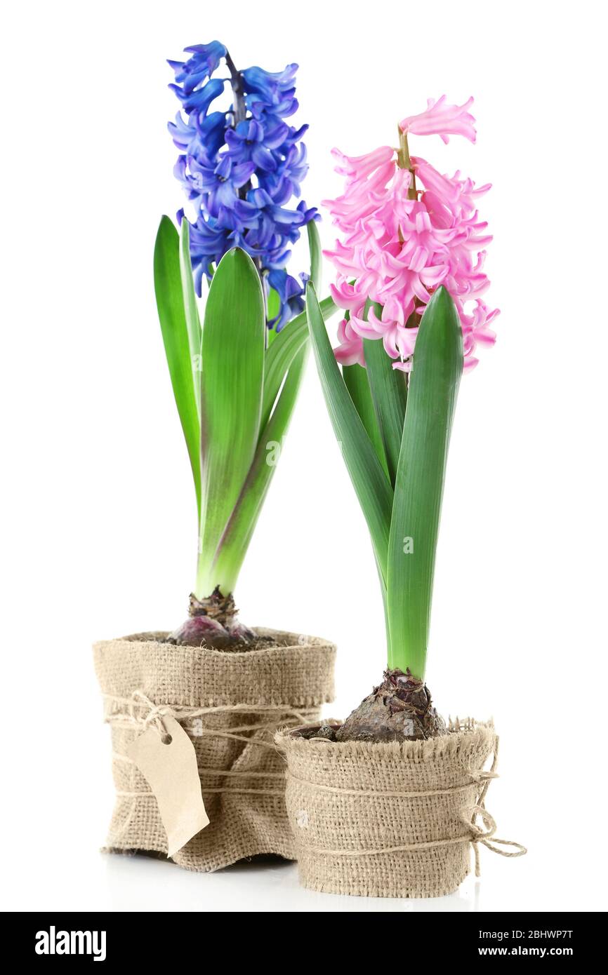 Hyacinth spring flowers isolated on white Stock Photo - Alamy