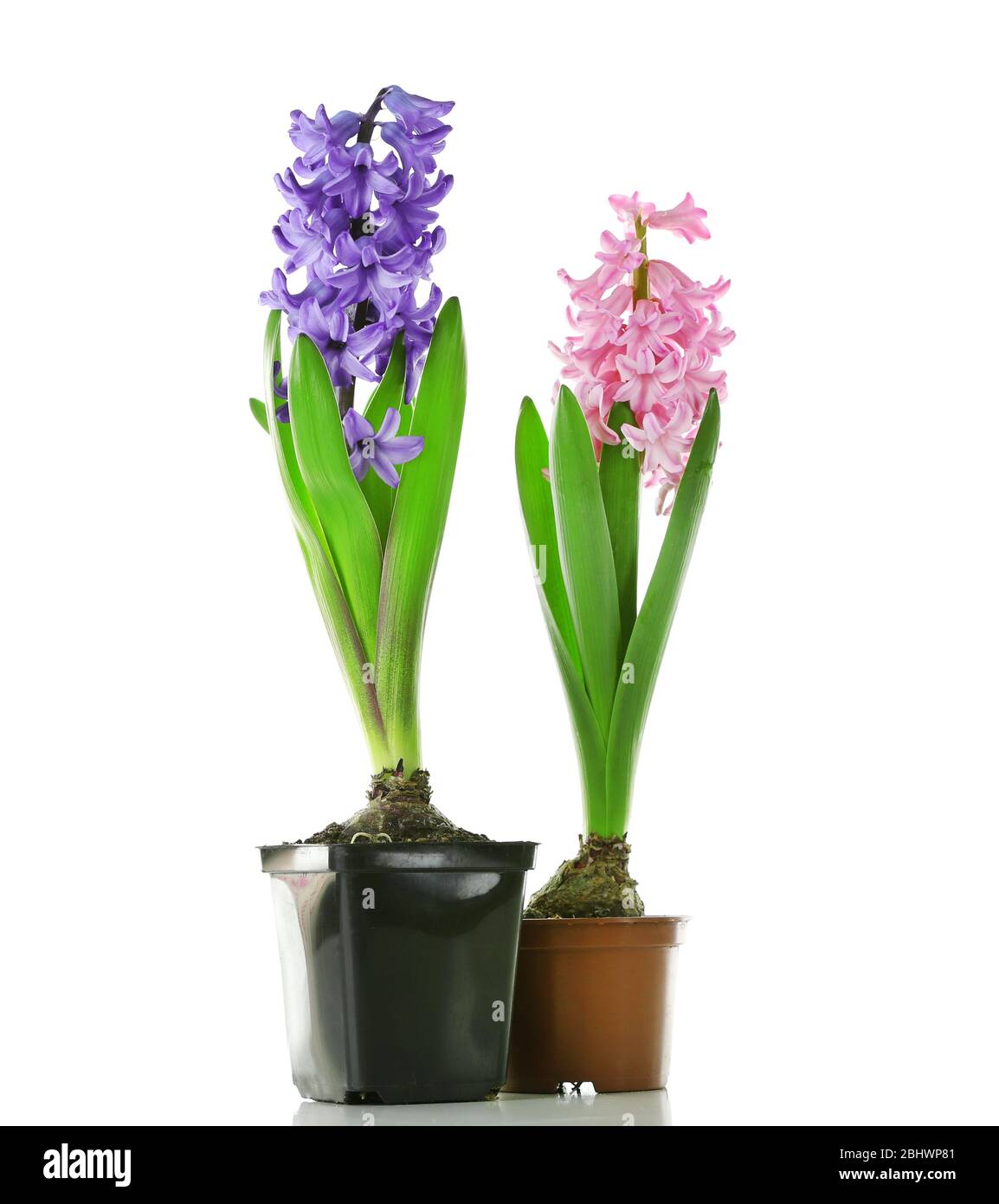 Hyacinth spring flowers isolated on white Stock Photo - Alamy