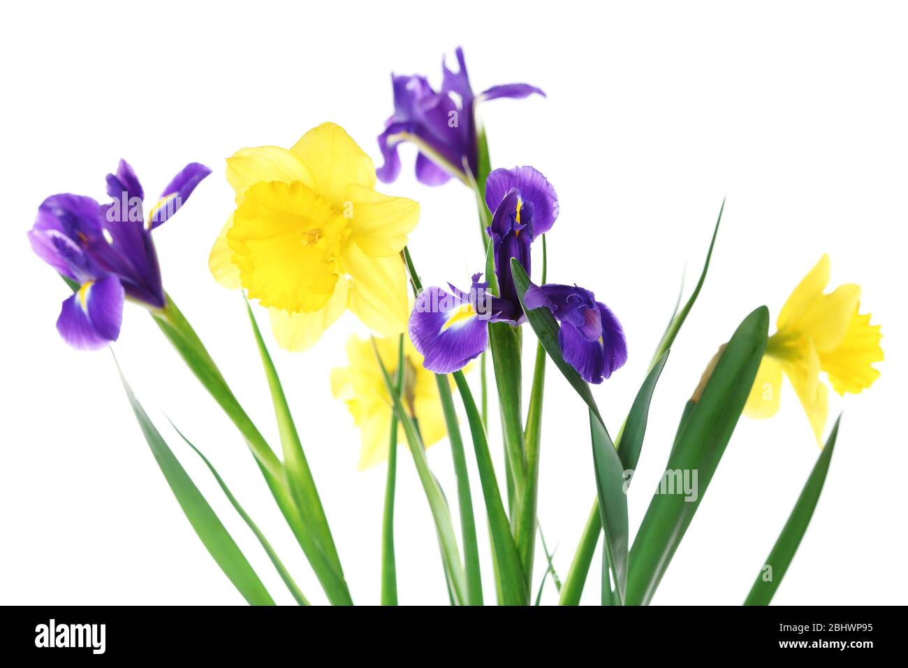 Beautiful spring flowers isolated on white Stock Photo - Alamy