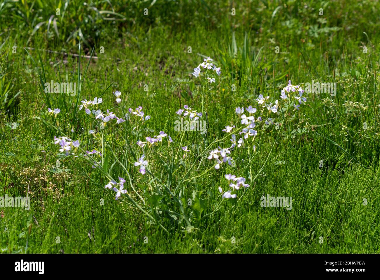 Flower of Japanese Daikon radish, Isehara City, Kanagawa Prefecture ...