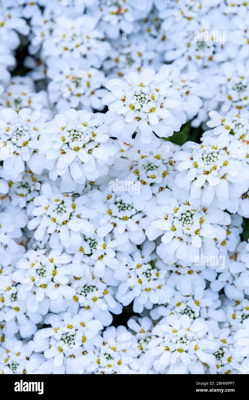 White candytuft flowers blooming as a nature background Stock Photo - Alamy