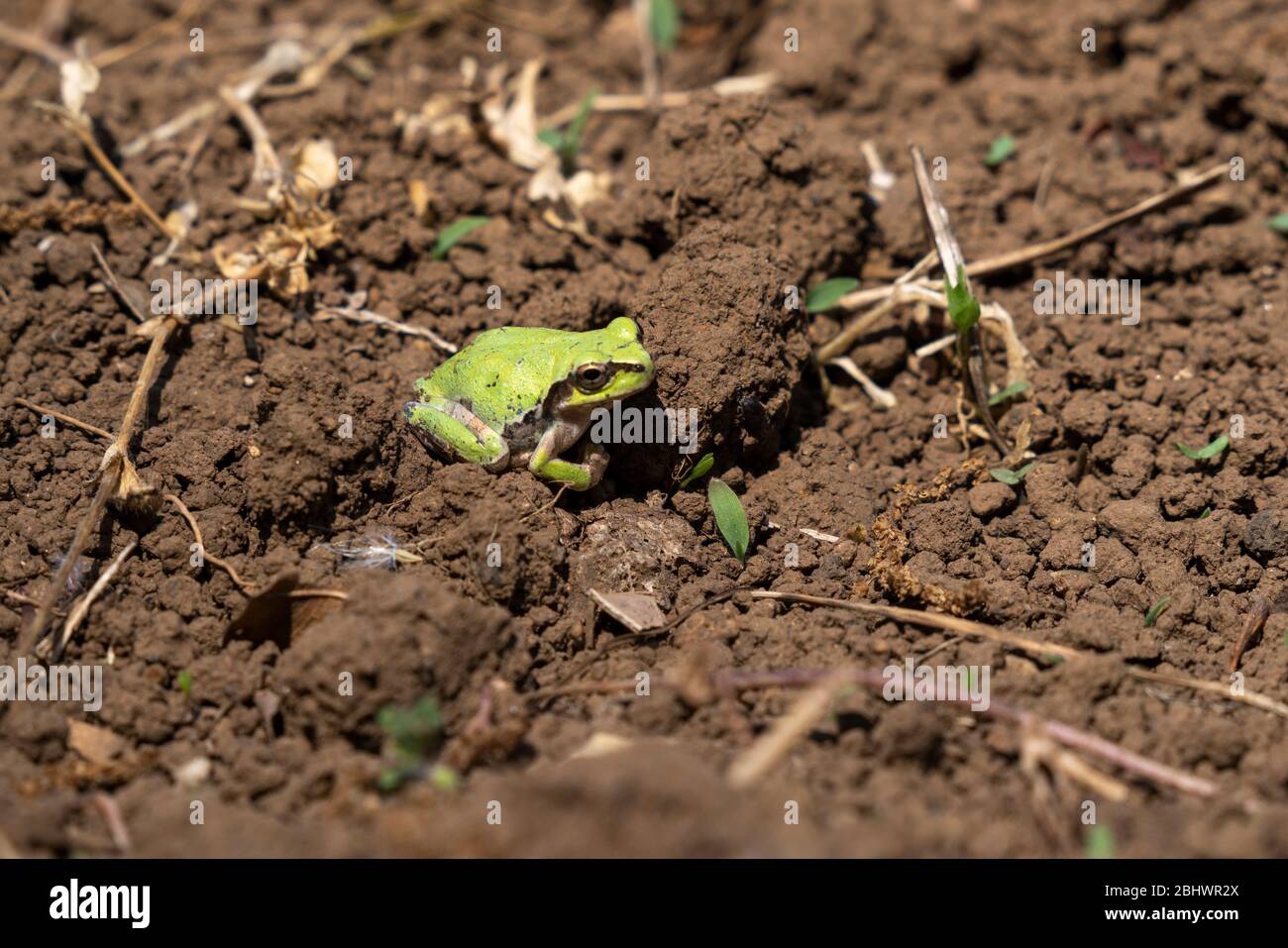 Japanese tree frog (Dryophytes japonicus) on the spring rice field ...