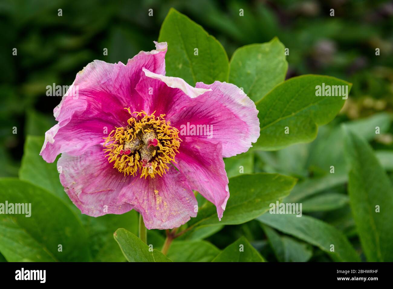 Pink peony blooming in a garden, spring flowers as a nature background ...