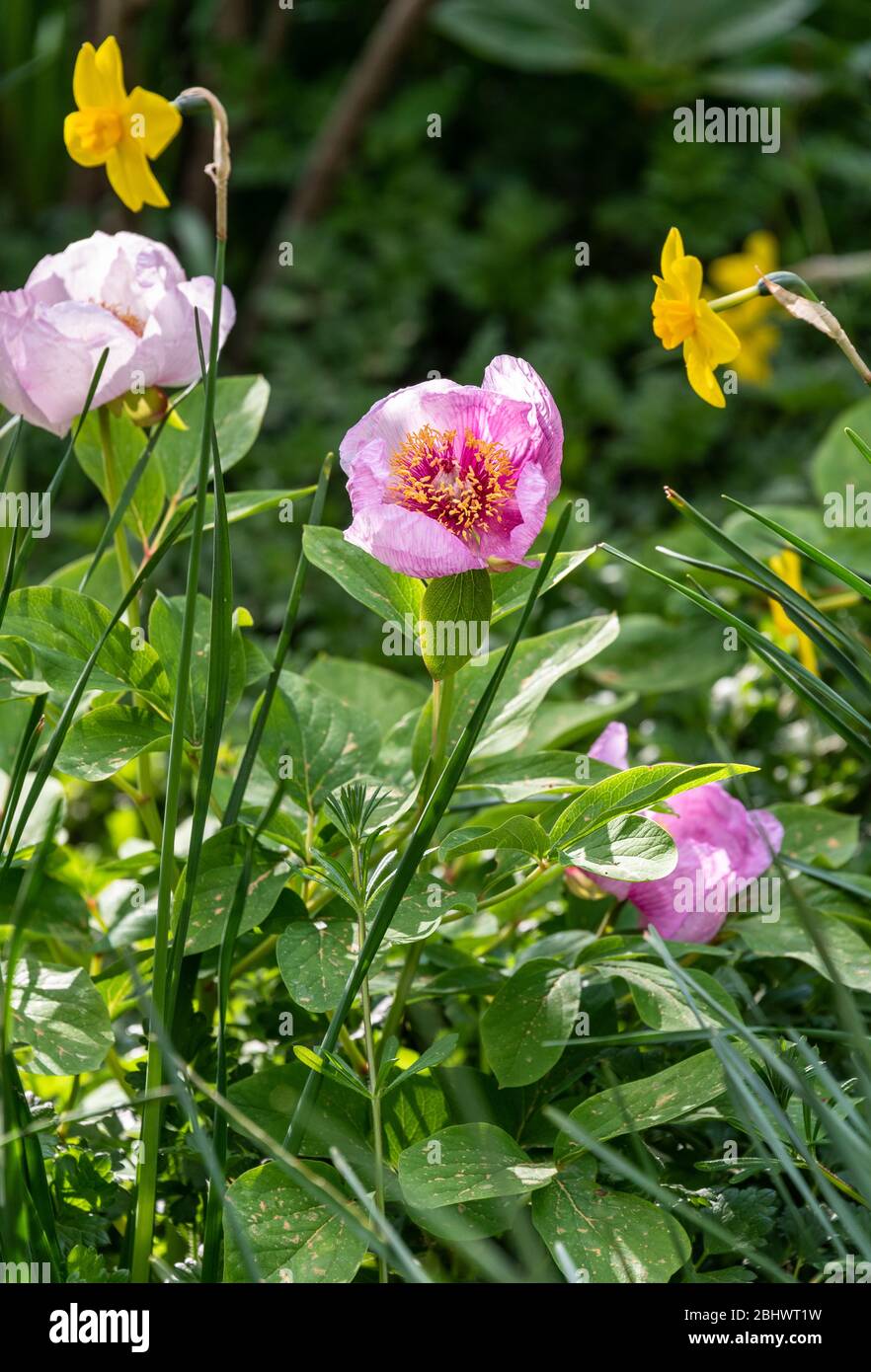 Pink peony blooming in a garden, spring flowers as a nature background ...