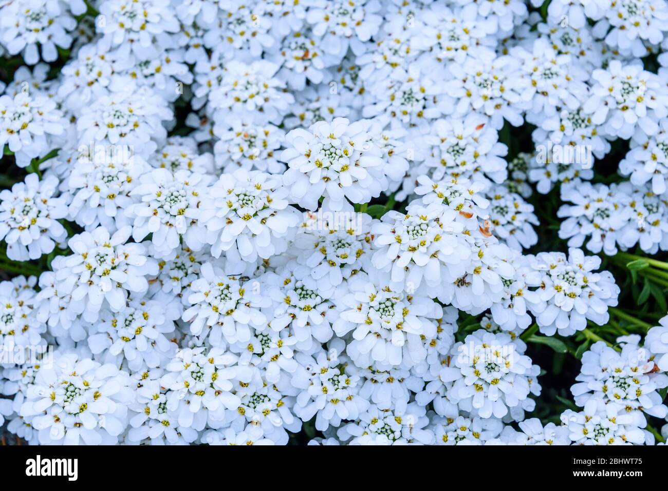 White candytuft flowers blooming as a nature background Stock Photo - Alamy