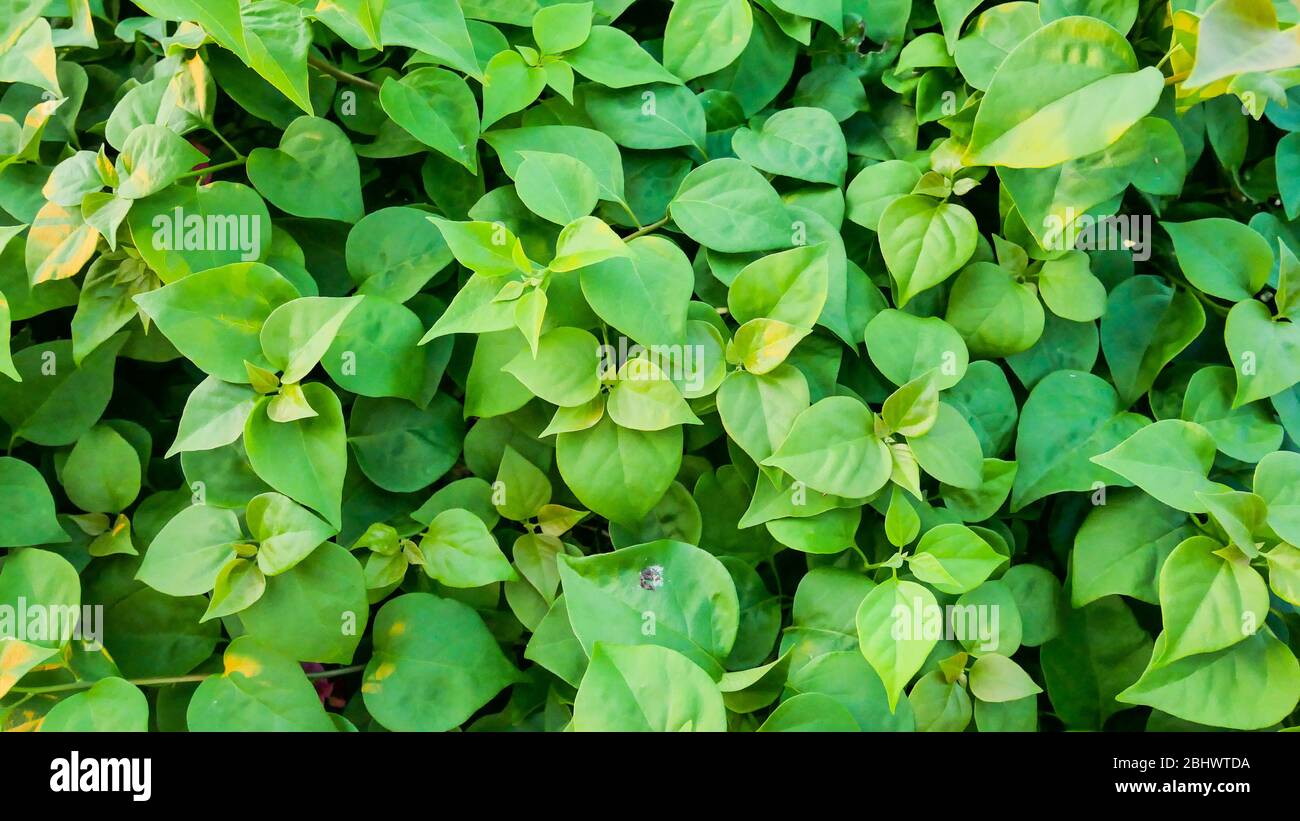 Eco environment day concept background.Close up Clean nature green leaf ...