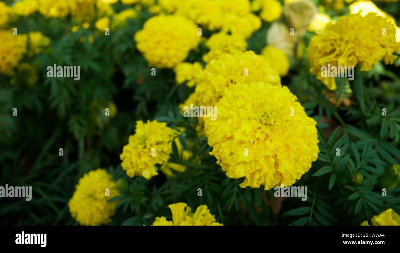 Mexican marigold yellow color bloom in garden park Stock Photo - Alamy