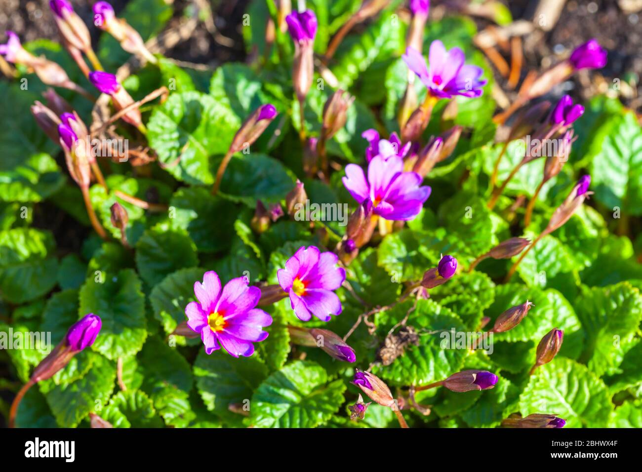 Purple spring flowers grow in a garden. Primula flowering plants in the ...