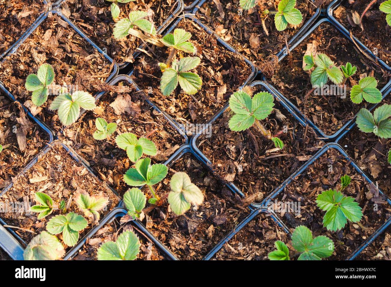 Strawberry seedling with soil in plastic boxes, top view Stock Photo ...
