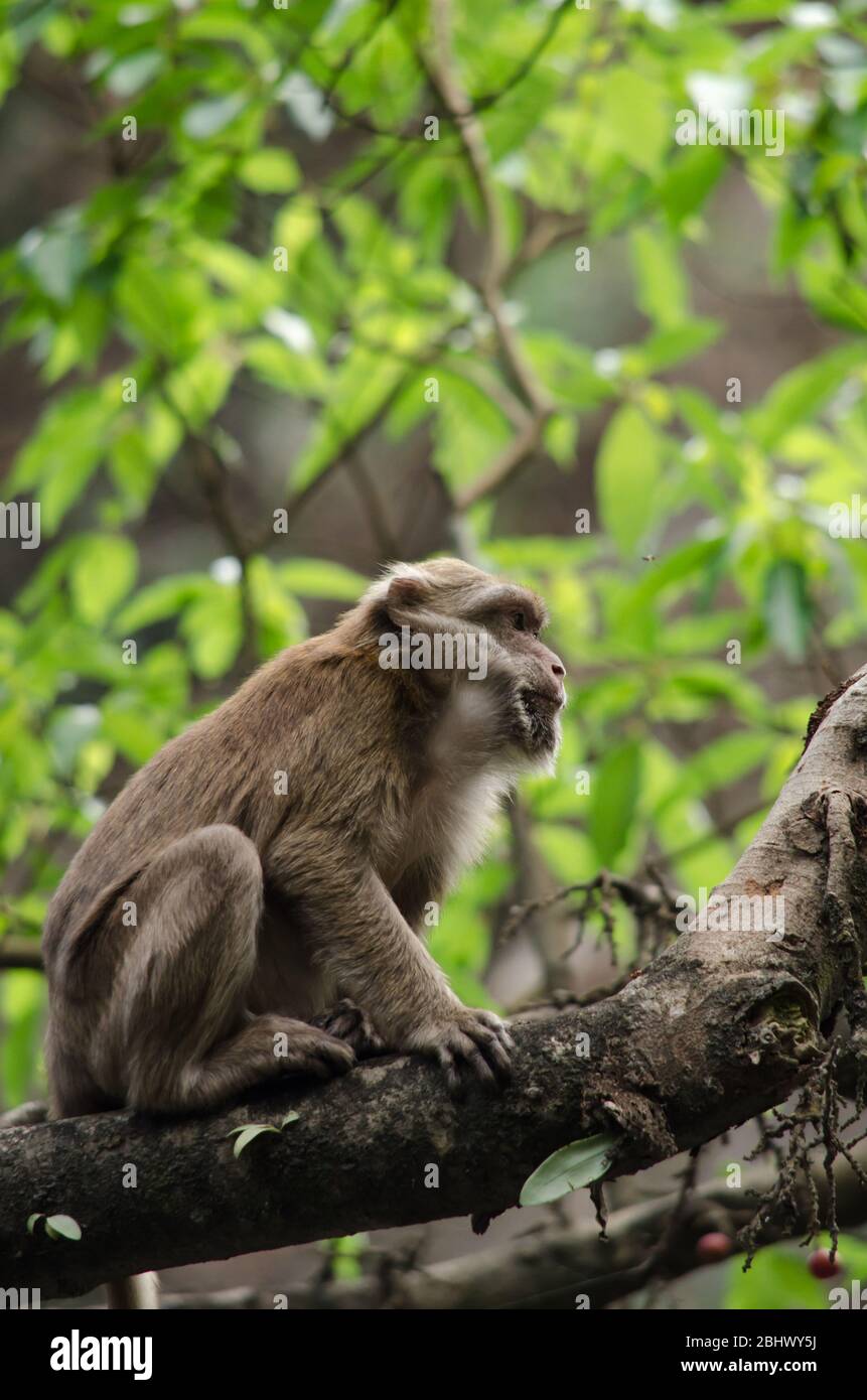 monkey is climbing on the tree for eat friut in forest Stock Photo - Alamy