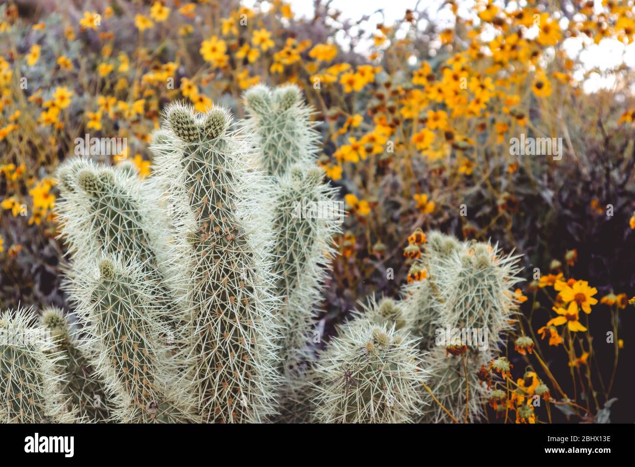 Yellow Desert Flowers Blooming with Cholla Cactus Stock Photo - Alamy