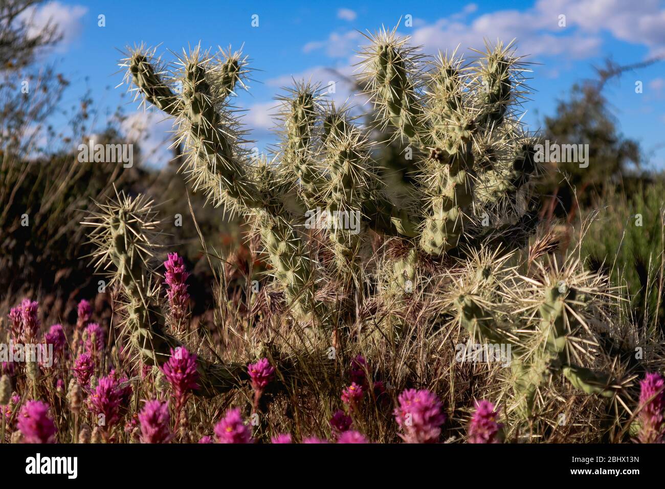 Purple Desert Flowers Blooming with Cholla Cactus Stock Photo - Alamy
