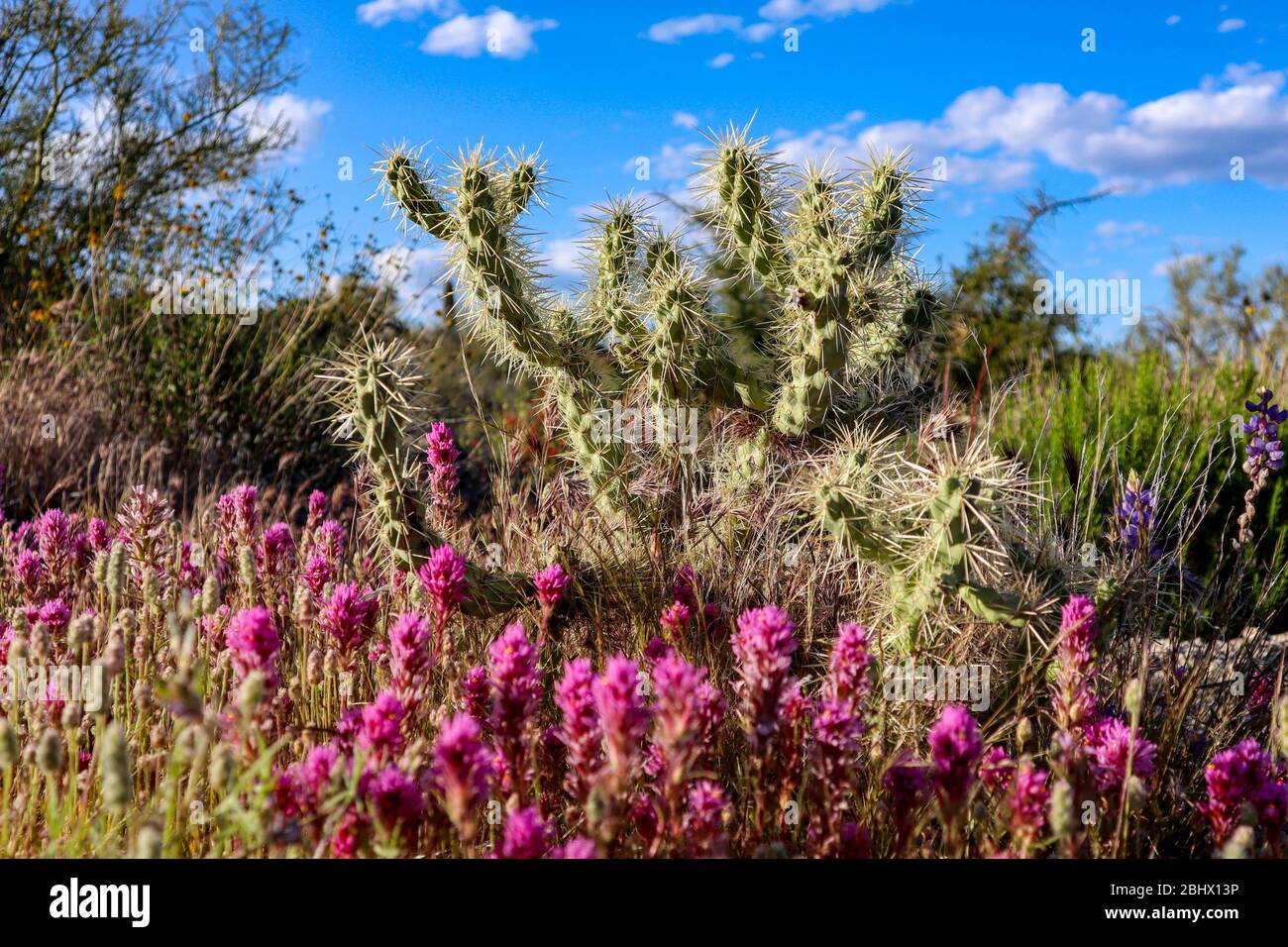 Purple Desert Flowers Blooming with Cholla Cactus Stock Photo - Alamy
