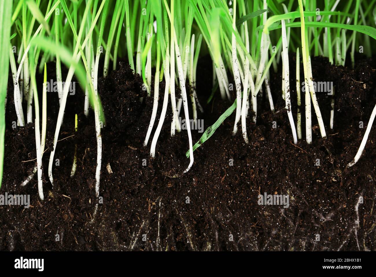 Green grass slice with roots in the ground close-up Stock Photo - Alamy