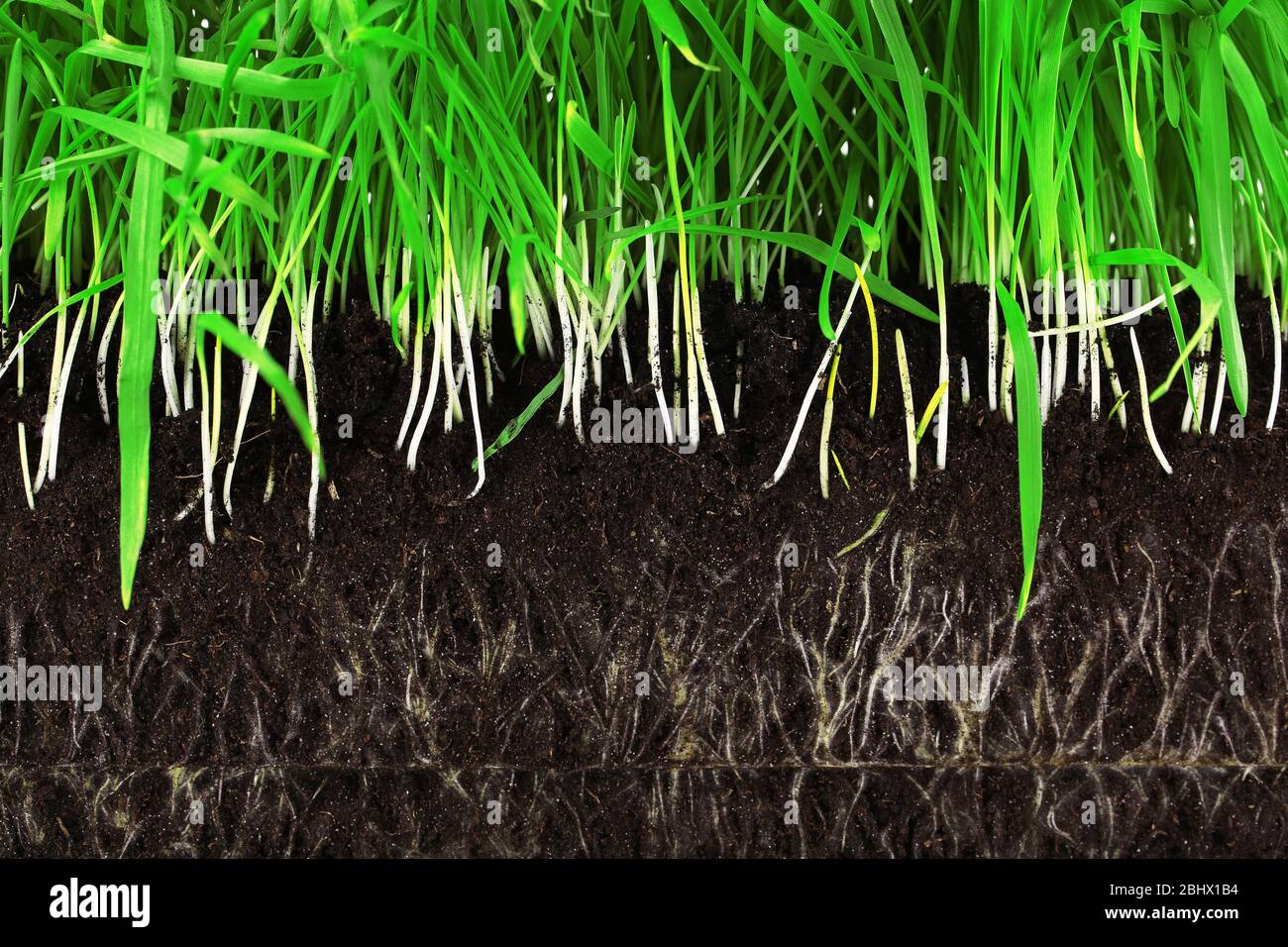 Green grass slice with roots in the ground close-up Stock Photo - Alamy