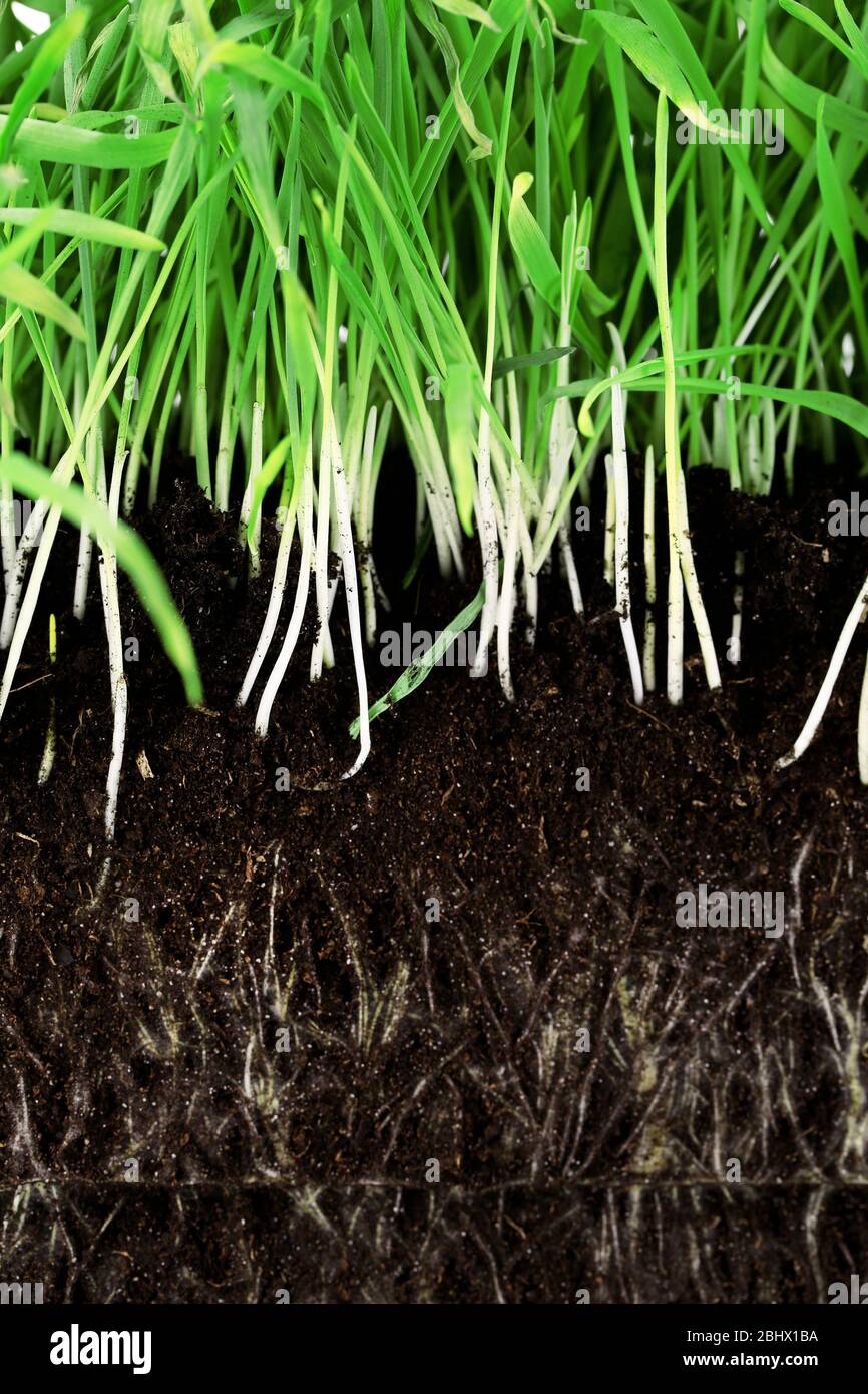 Green grass slice with roots in the ground close-up Stock Photo - Alamy