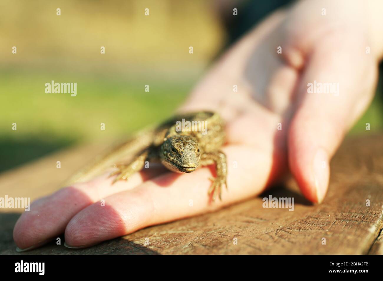 Lizard finger texture hi-res stock photography and images - Alamy
