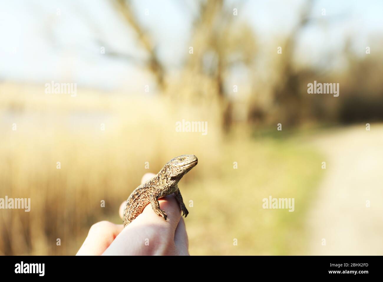 Lizard finger texture hi-res stock photography and images - Alamy