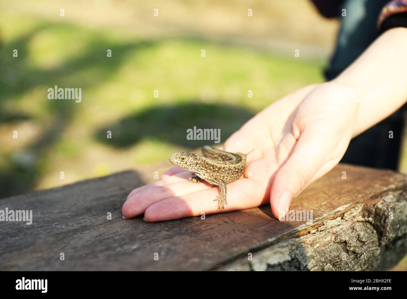 Lizard in female hand, closeup Stock Photo - Alamy