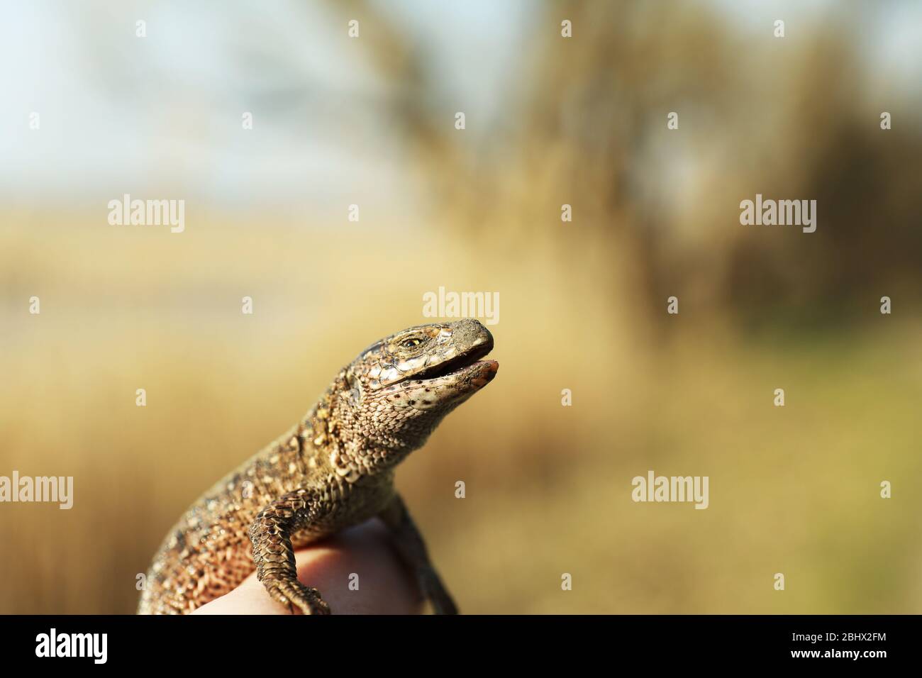 Lizard finger texture hi-res stock photography and images - Alamy