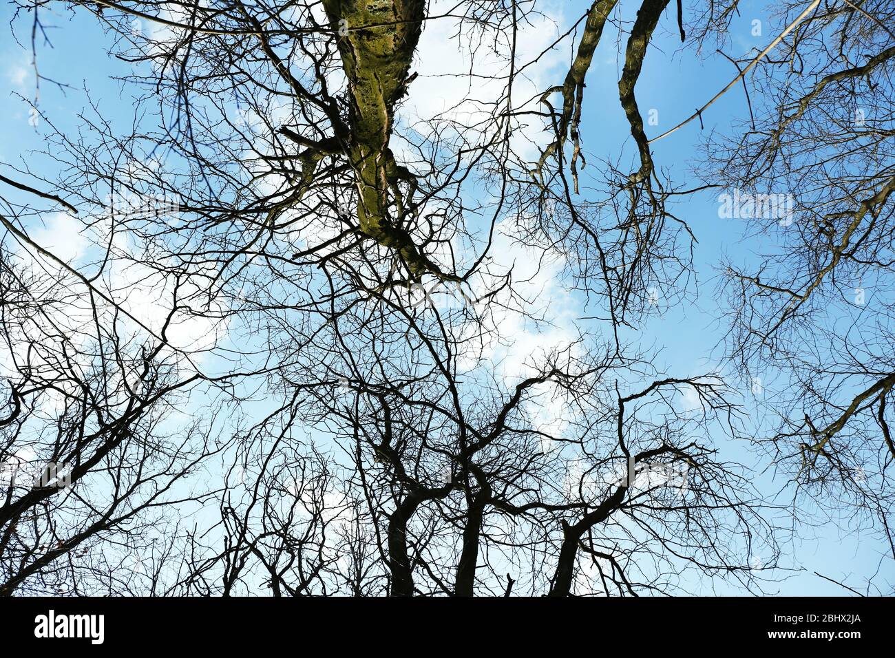 Looking up into blue sky through canopy of tall trees Stock Photo - Alamy