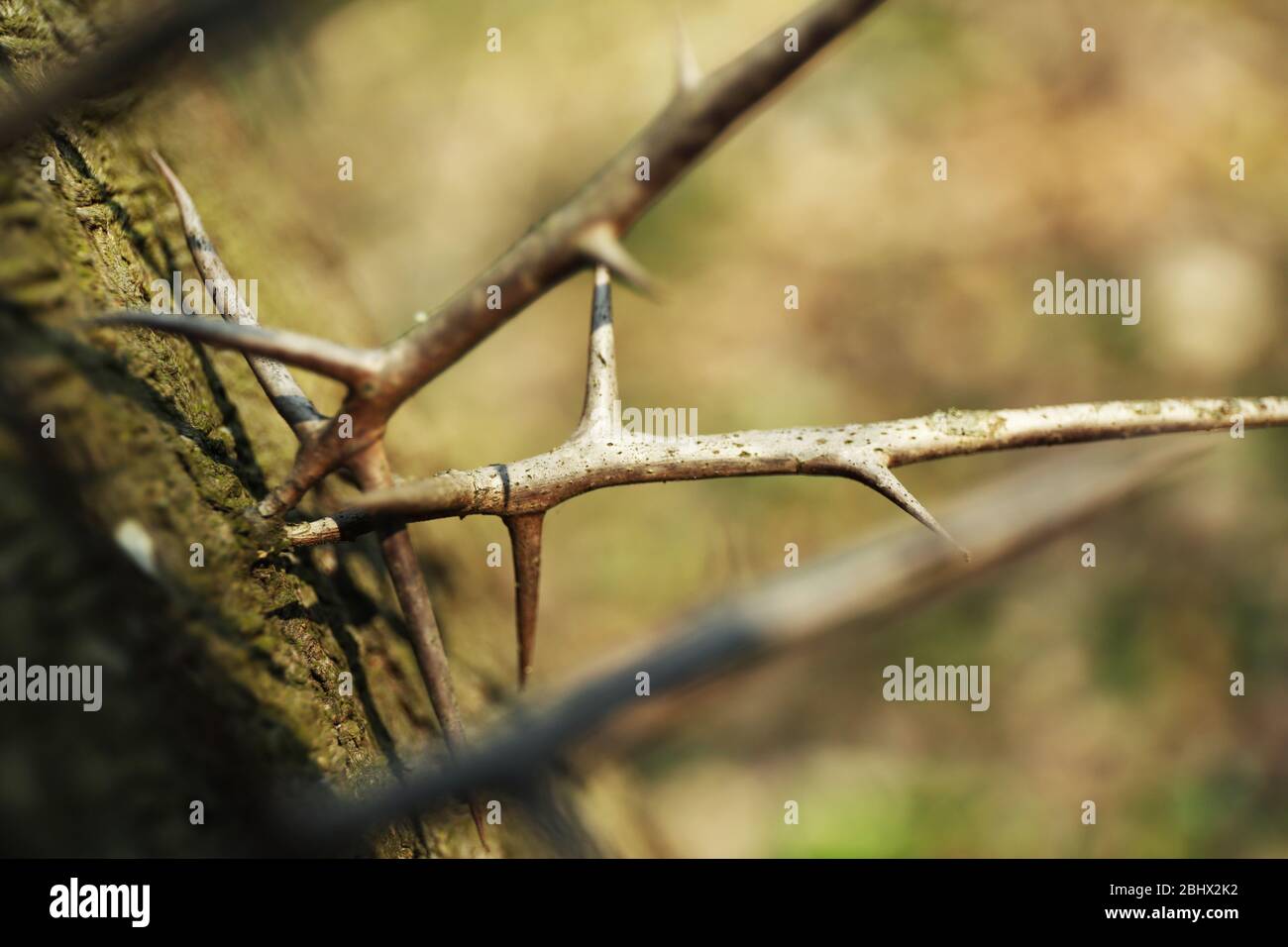 Crook of branches hi-res stock photography and images - Alamy