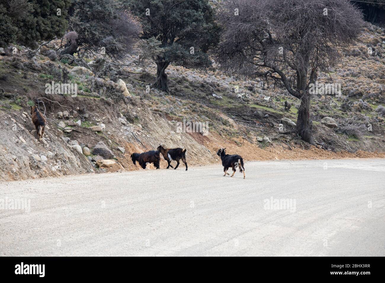 Black and white goats on the roadside. They cross the gravel road ...