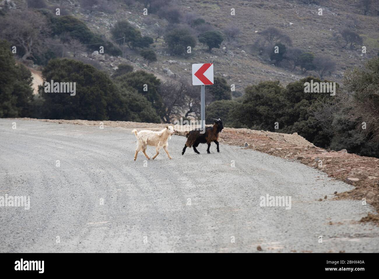 Black and white goats on the roadside. They cross the gravel road ...