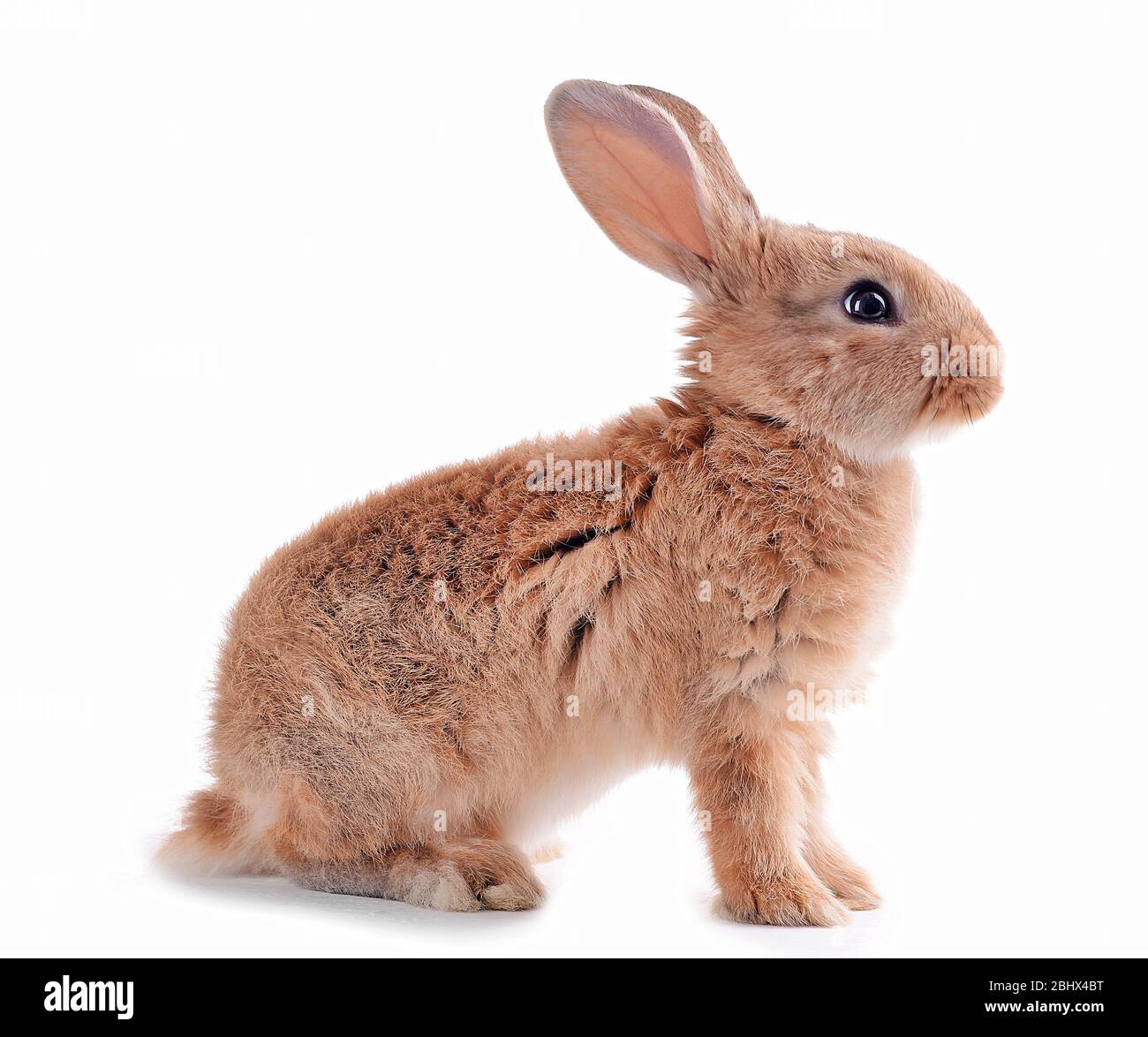 Little rabbit isolated on white Stock Photo - Alamy