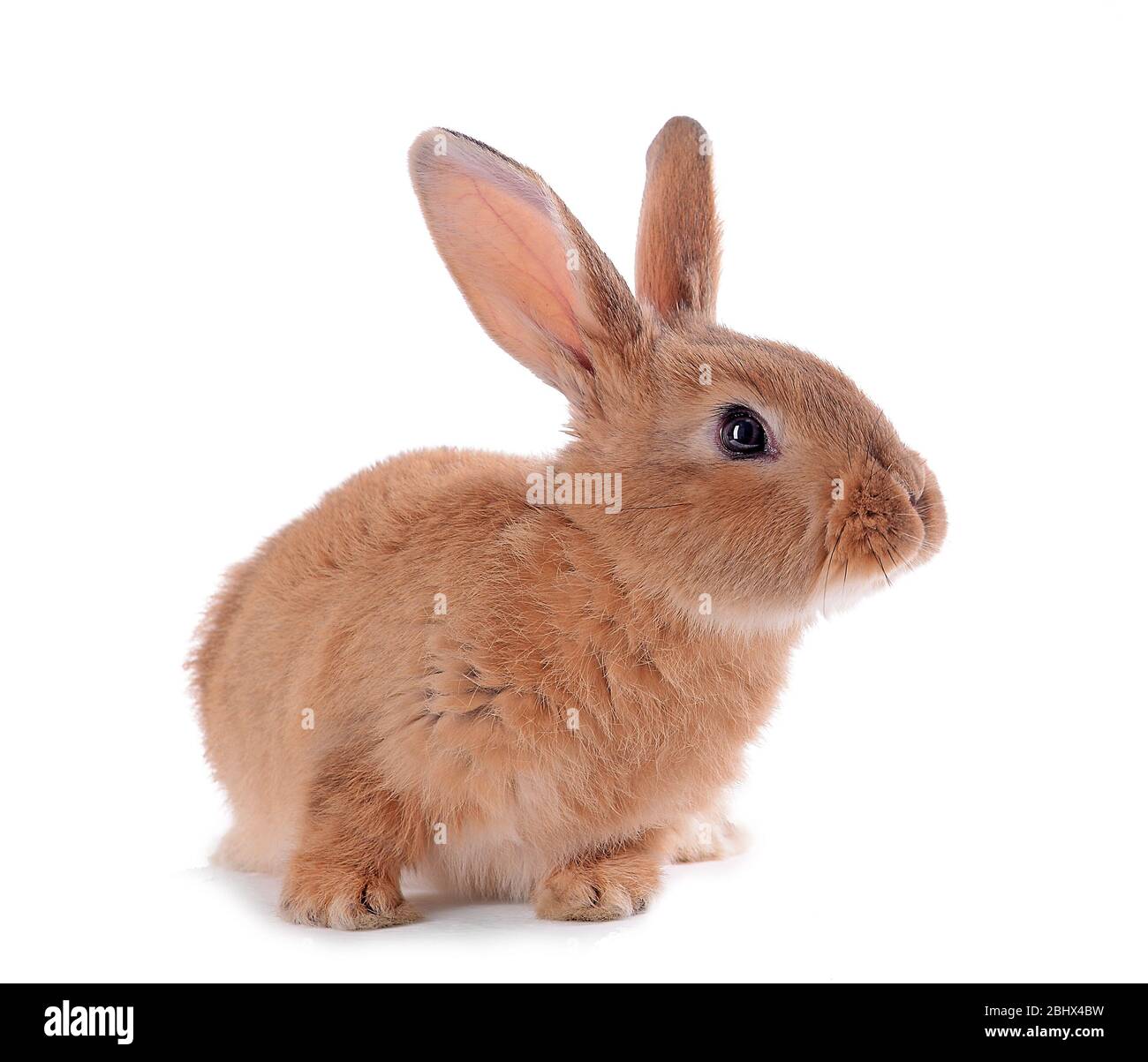 Little rabbit isolated on white Stock Photo - Alamy