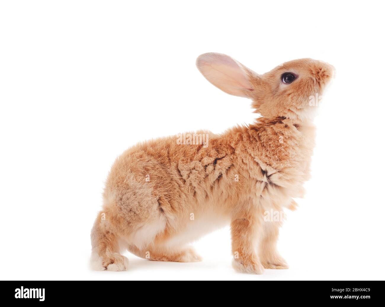 Little rabbit isolated on white Stock Photo - Alamy