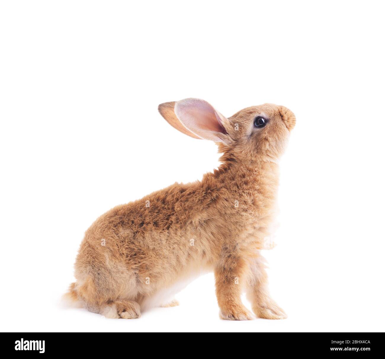 Little rabbit isolated on white Stock Photo - Alamy