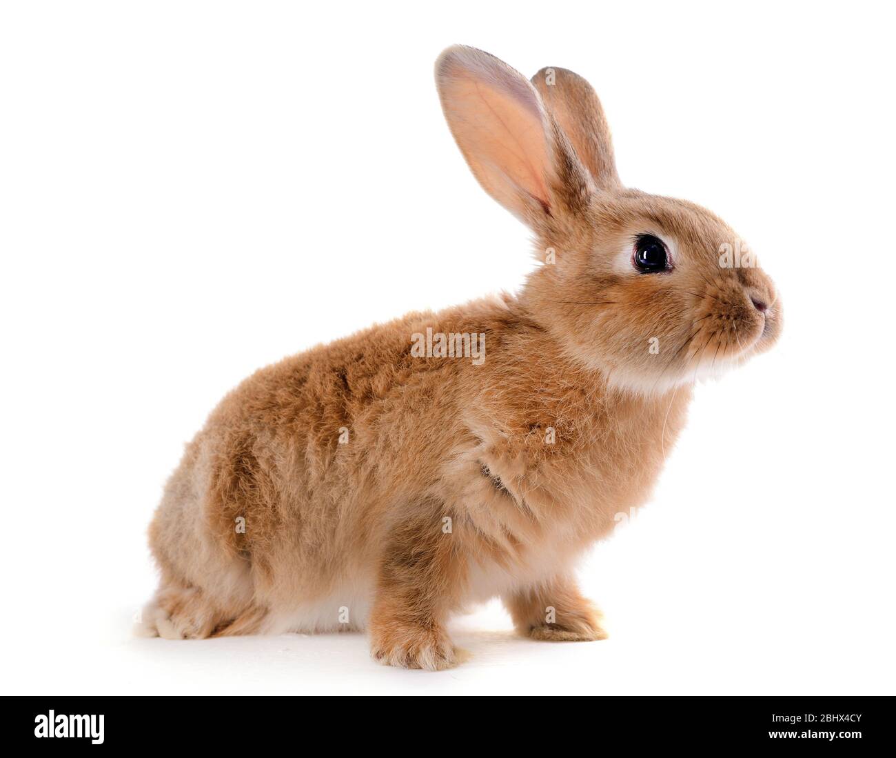 Little rabbit isolated on white Stock Photo - Alamy