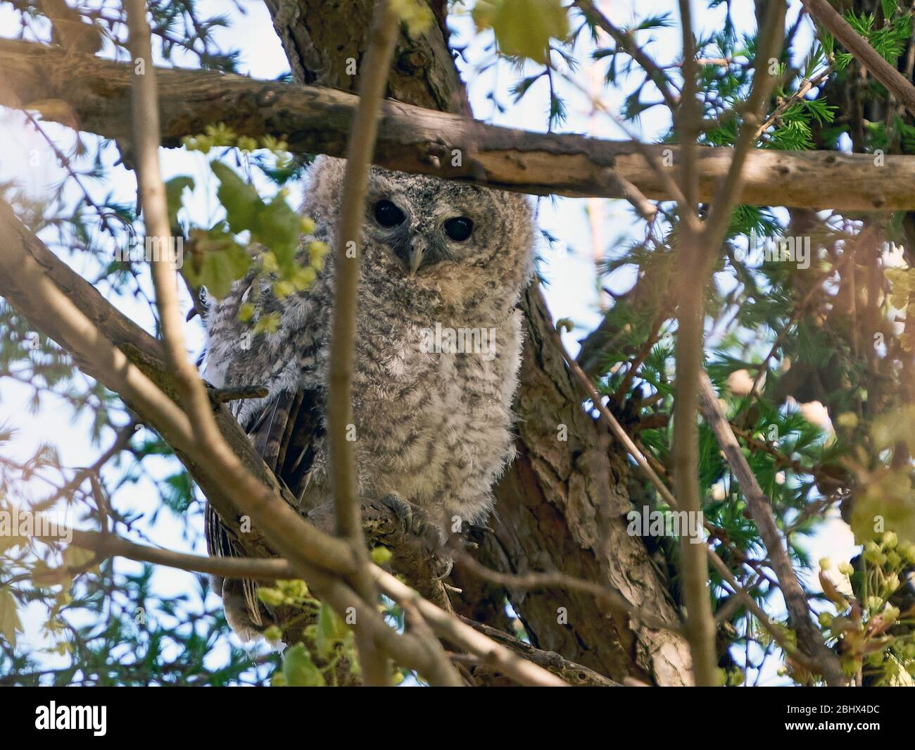 Juvenile tawny owl hi-res stock photography and images - Alamy