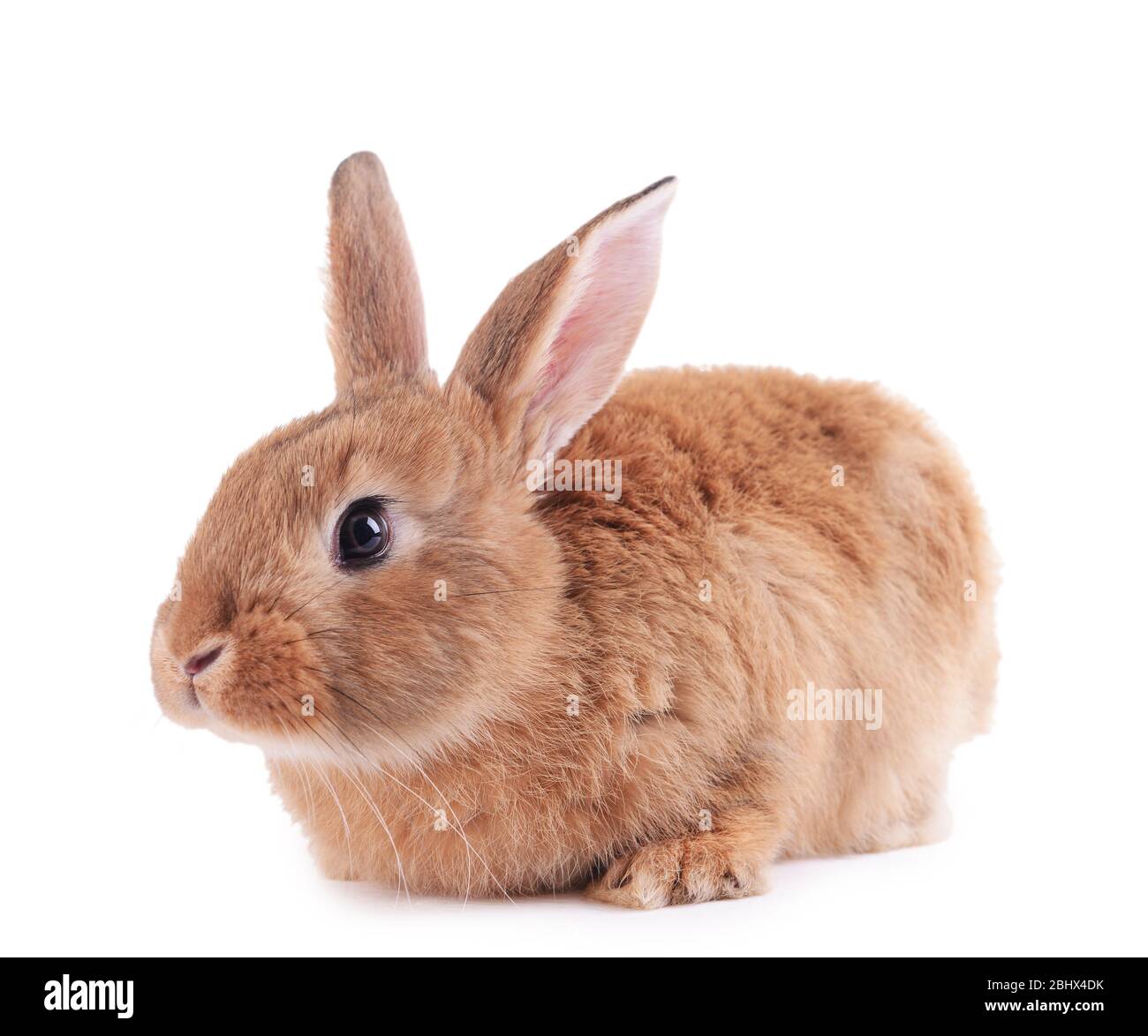 Little rabbit isolated on white Stock Photo - Alamy