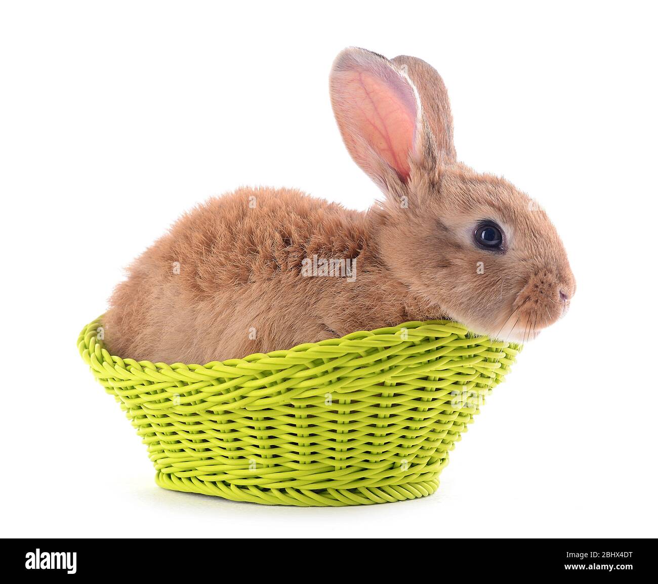 Little rabbit in wicker basket isolated on white Stock Photo - Alamy
