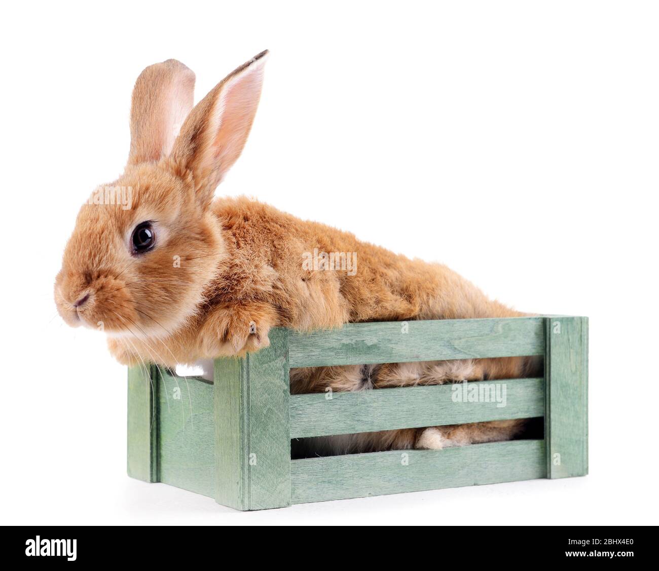 Little rabbit in wooden box isolated on white Stock Photo - Alamy