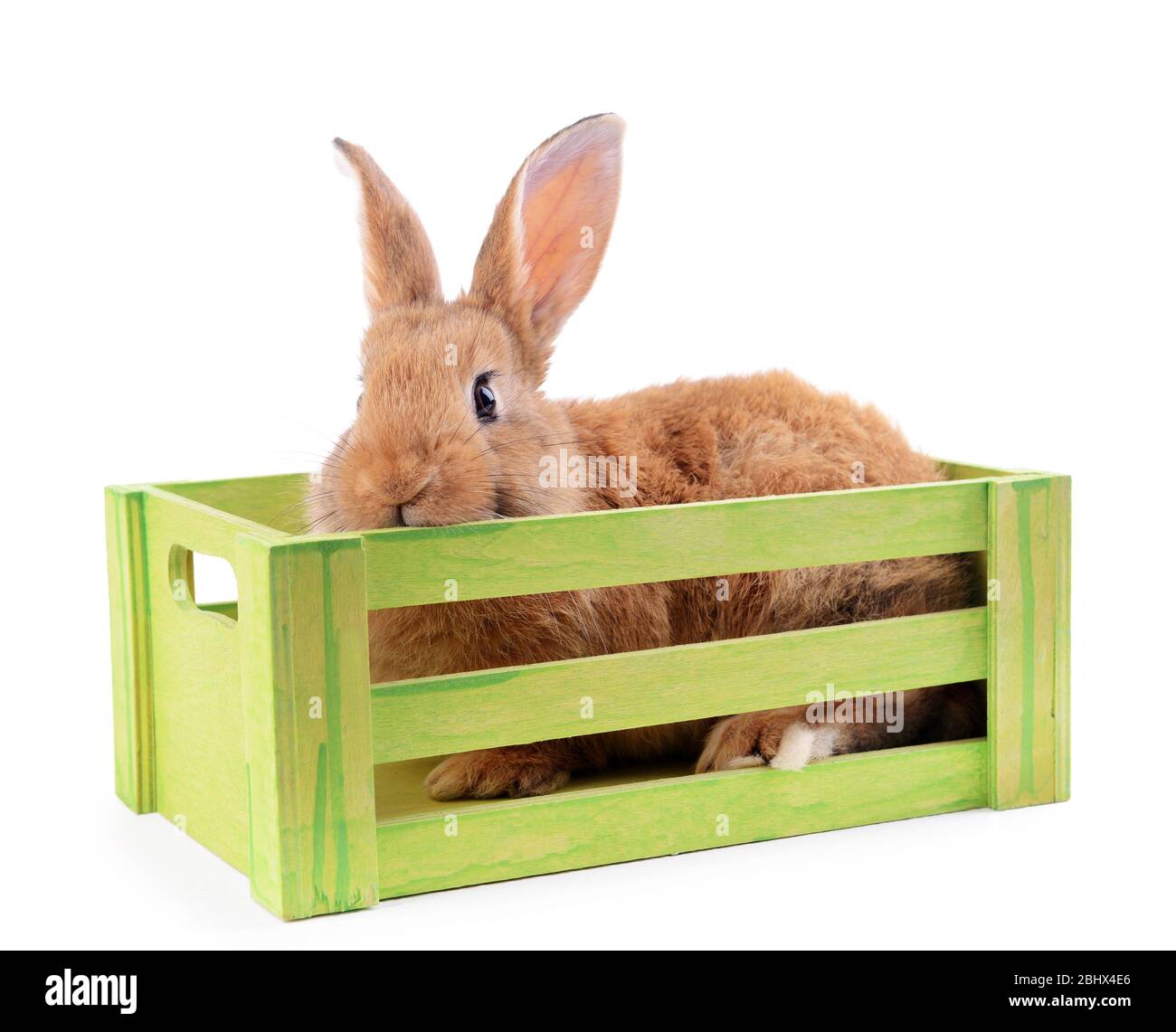 Little rabbit in wooden box isolated on white Stock Photo - Alamy