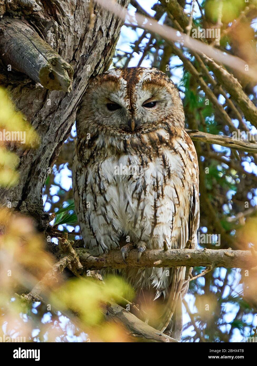 Tawny owl in its natural habitat in Denmark Stock Photo - Alamy